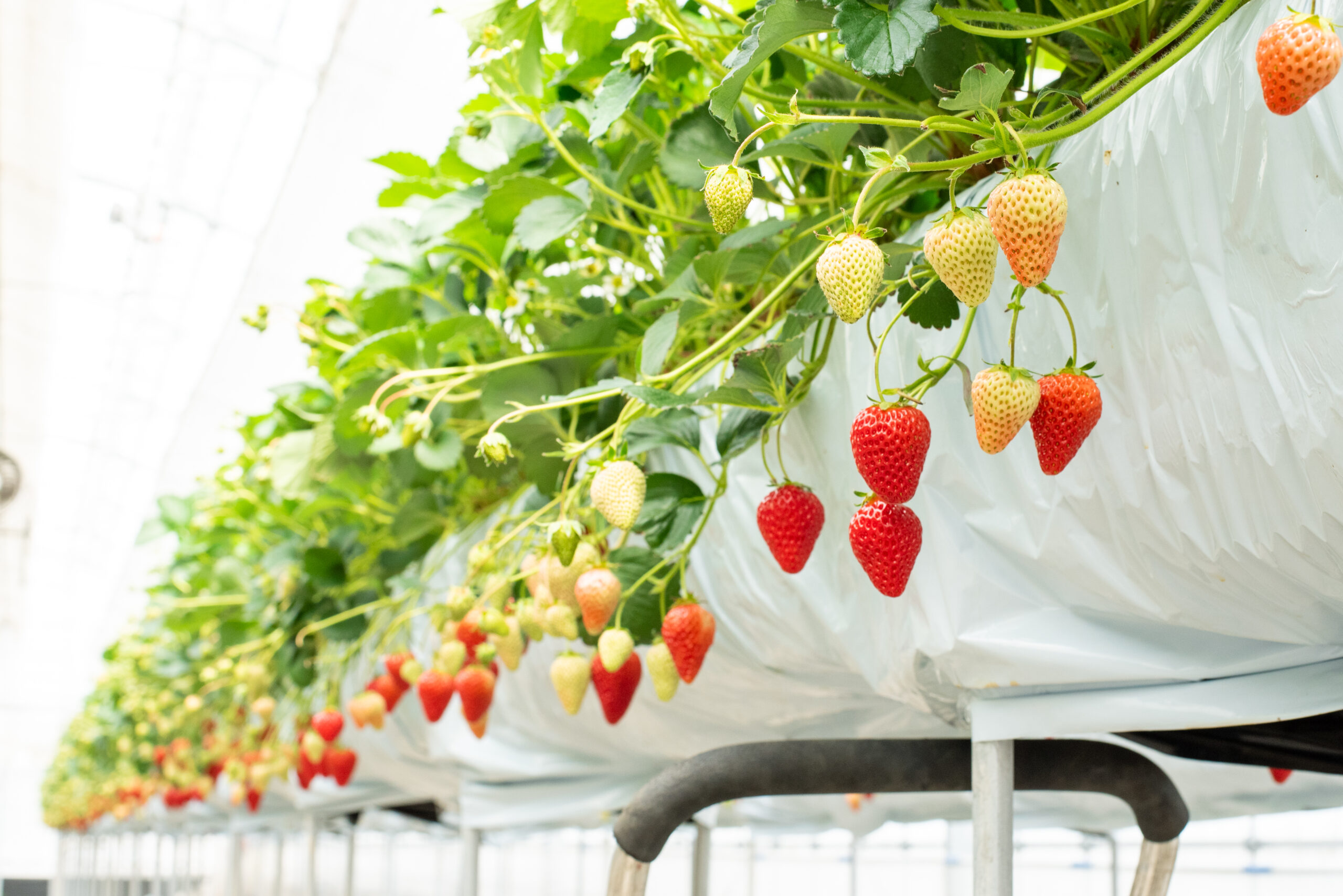 Mother Moon Café - マザームーンカフェ | 兵庫県神戸市｜すまいるふぁーむ藤本｜代表 藤本耕司さん