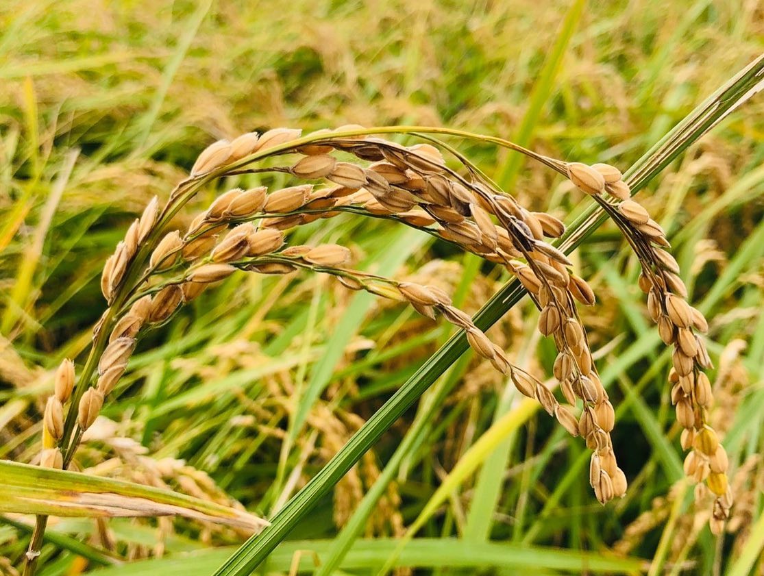 Mother Moon Café - マザームーンカフェ | 滋賀県長浜市｜みたて農園｜代表 立見茂さん